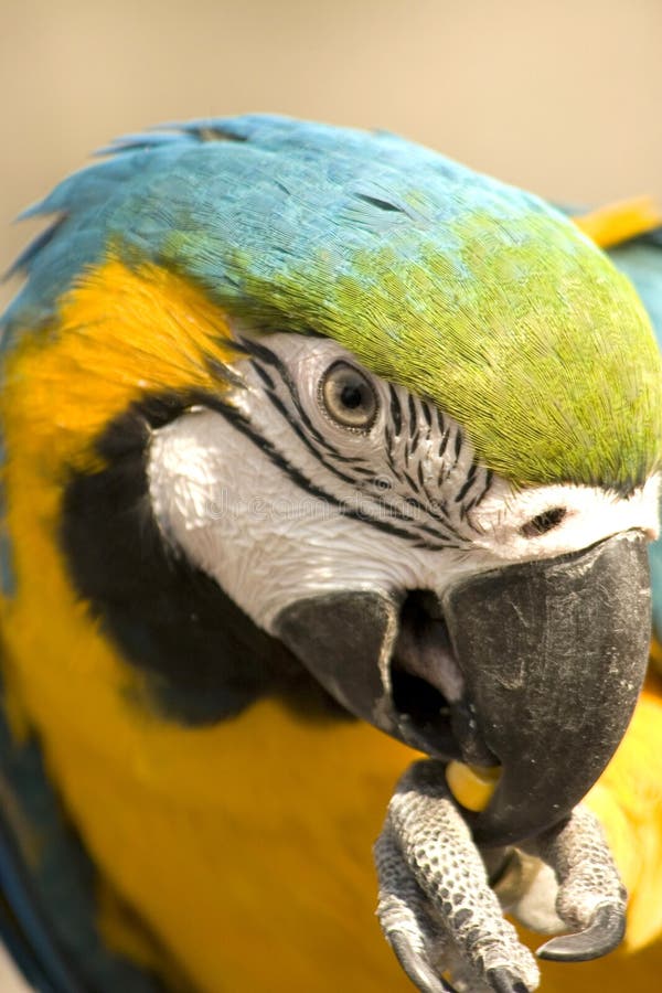 Pretty Bird stock photo. Image of rainforest, parrot, talking - 4930228