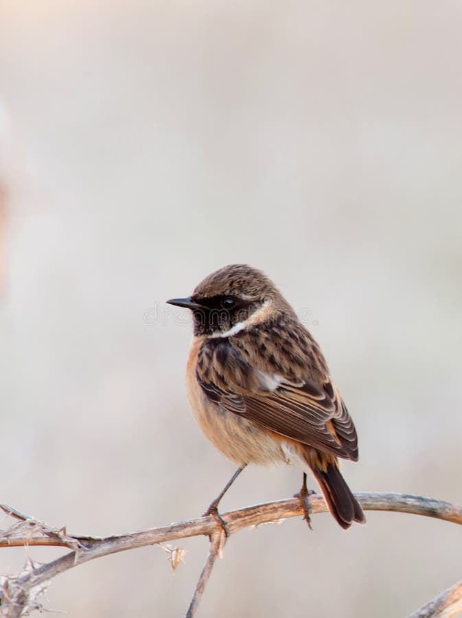 Pretty bird eating stock photo. Image of branch, beak - 1664096