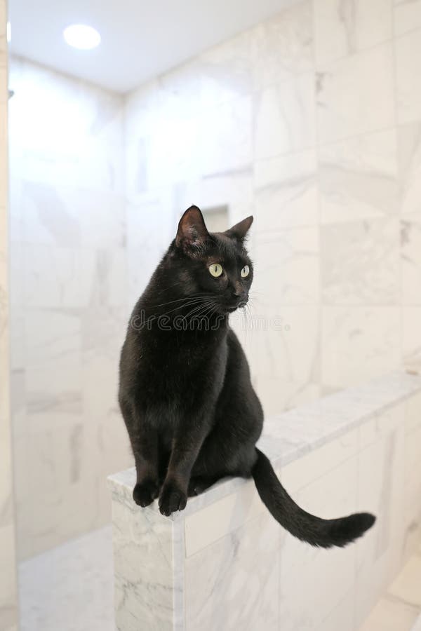 Pretty Black Cat Sitting in Nice White Marble Fancy Bathroom Stock ...