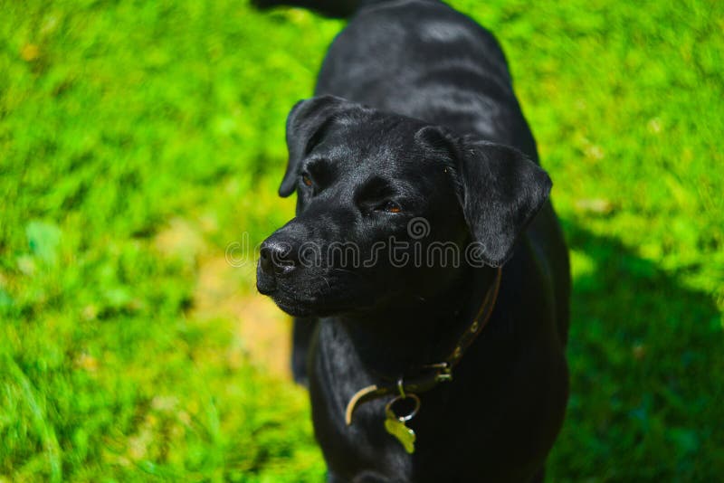 Pretty black dog labrador stock photo. Image of labrador - 40754968