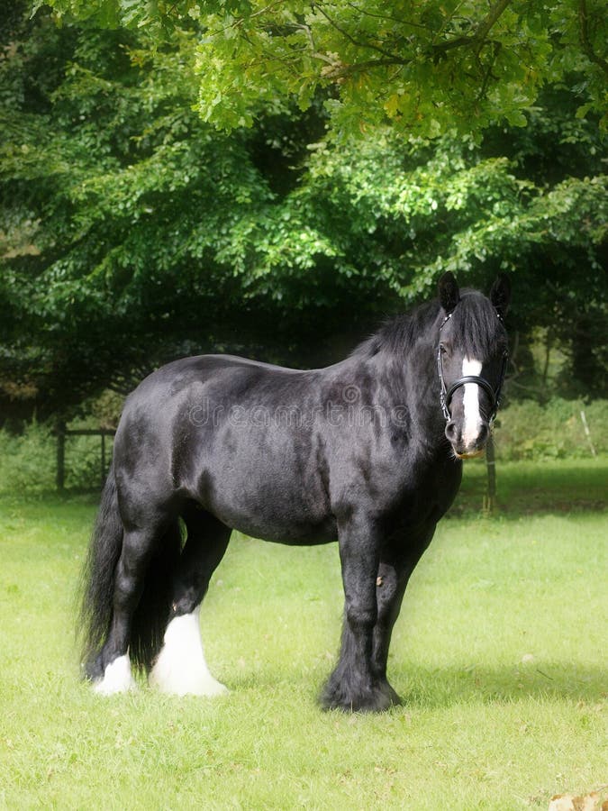 Pretty Black Pony stock photo. Image of spring, equestrian - 177813280