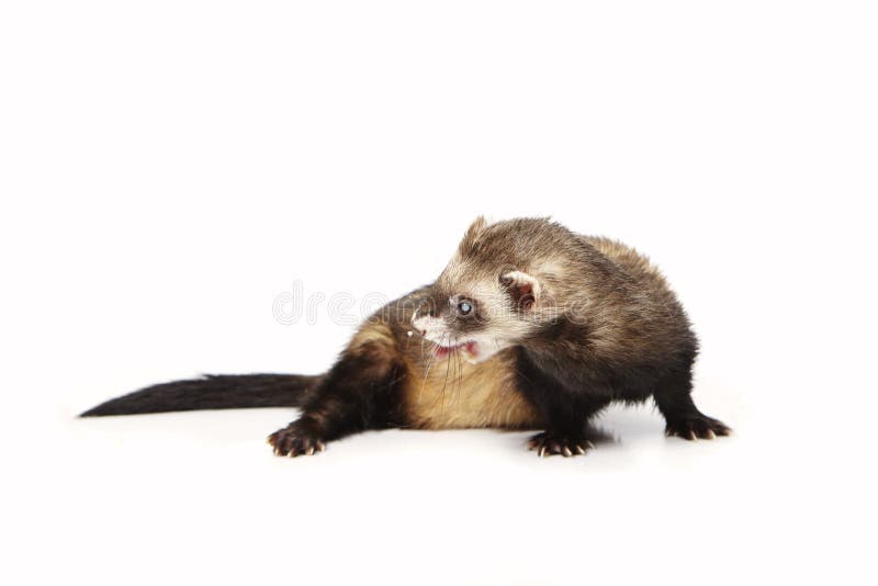 Blind Ferret Baby In Human Loving Hands Stock Photo - Image of ferret ...
