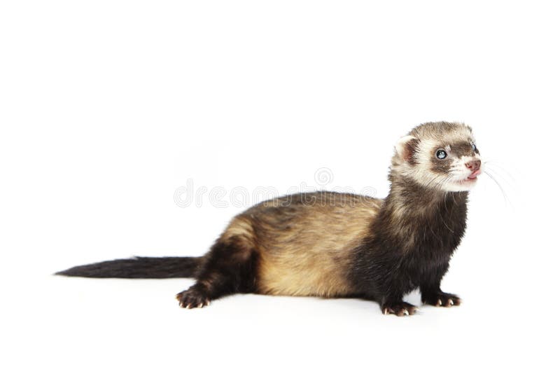Pretty Blind Ferret Stock Photos - Free & Royalty-Free Stock Photos ...