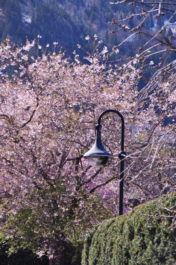 Blooming cherry tree stock image. Image of plant, branch - 341748847