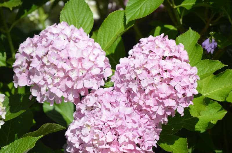 Pretty Blooming Light Pink Hydrangea Bush Stock Image - Image of ...