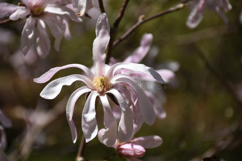 Pretty Blooming Pink Magnolia Flower Blossom on a Tree Stock Image ...
