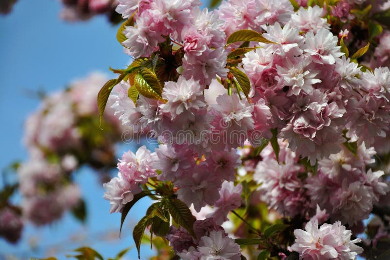 Pretty blooming tree stock image. Image of summer, leaf - 375407467