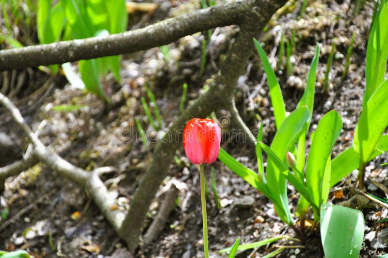 Pretty Blooming Tulip Flower Stock Image - Image of branch, tulip ...