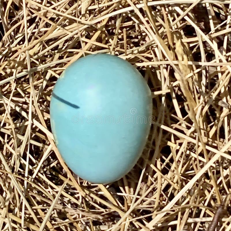 Pretty Blue Bird Egg stock image. Image of resting, shell - 332177447