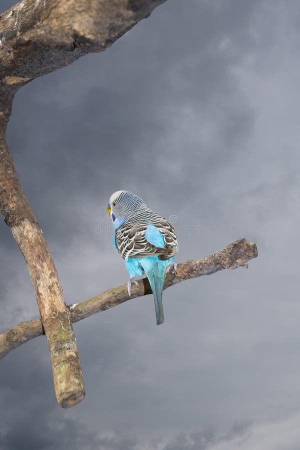 Budgie Sitting on a Branch - Stock Image Stock Photo - Image of ...