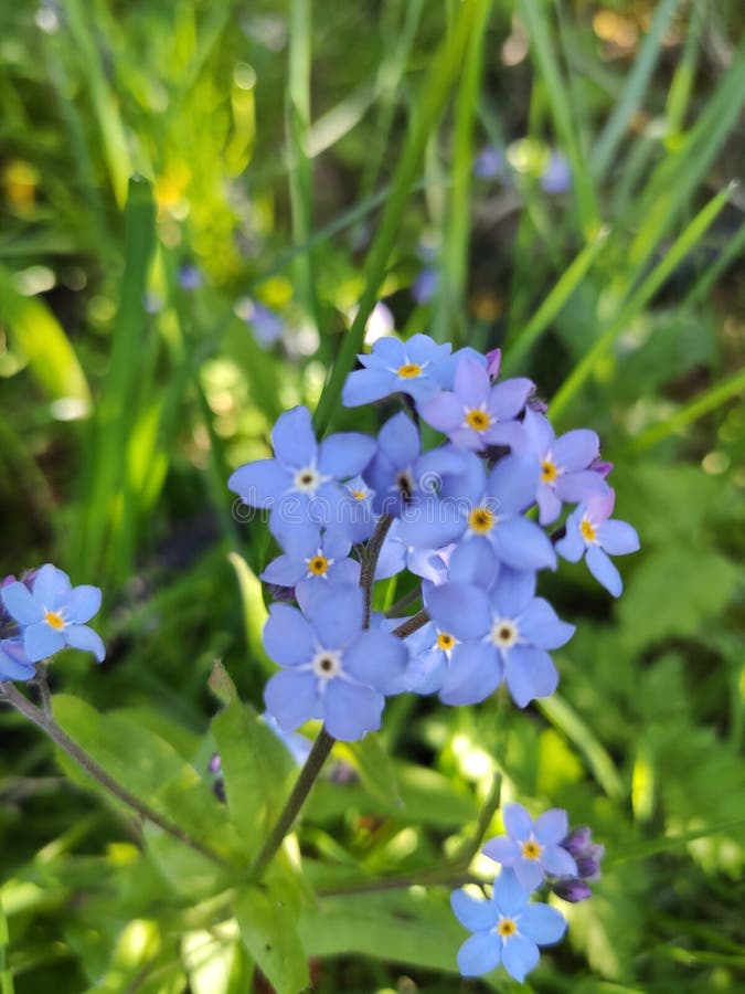 Pretty Forget-me-not s stock image. Image of blue, flowers - 189240831