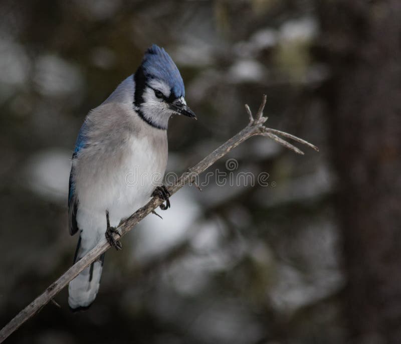 Blue Jay up Close stock photo. Image of ontario, outdoors - 131925574
