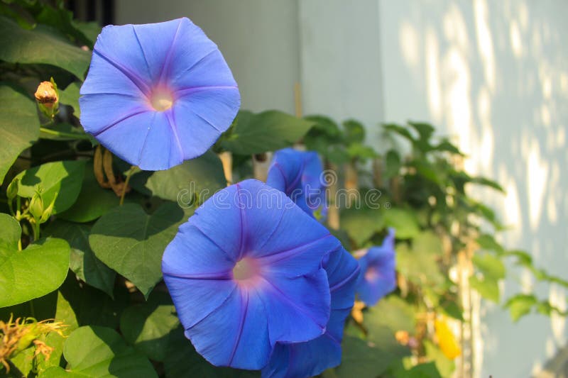 Pretty Blue Morning Glory Flowers Stock Image - Image of morning ...