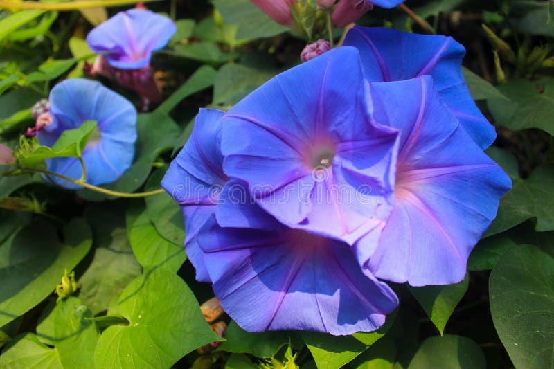 Pretty Blue Morning Glory Flowers Stock Photo - Image of glory, flowers ...