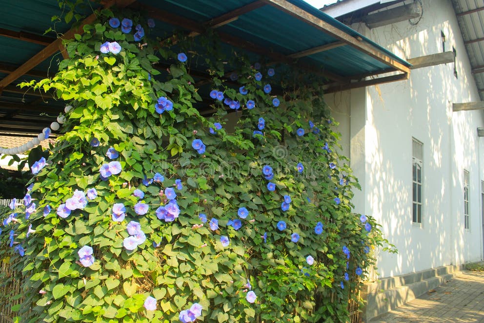 Pretty Blue Morning Glory Flowers Stock Image - Image of flowers, glory ...