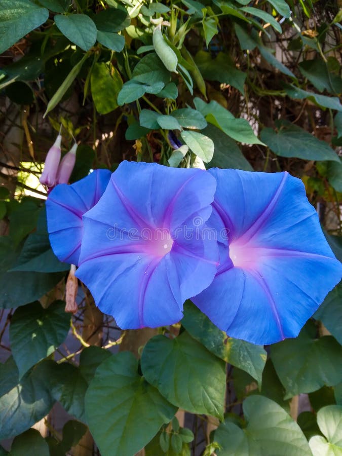 Pretty Blue Morning Glory Flowers Stock Image - Image of flowers ...