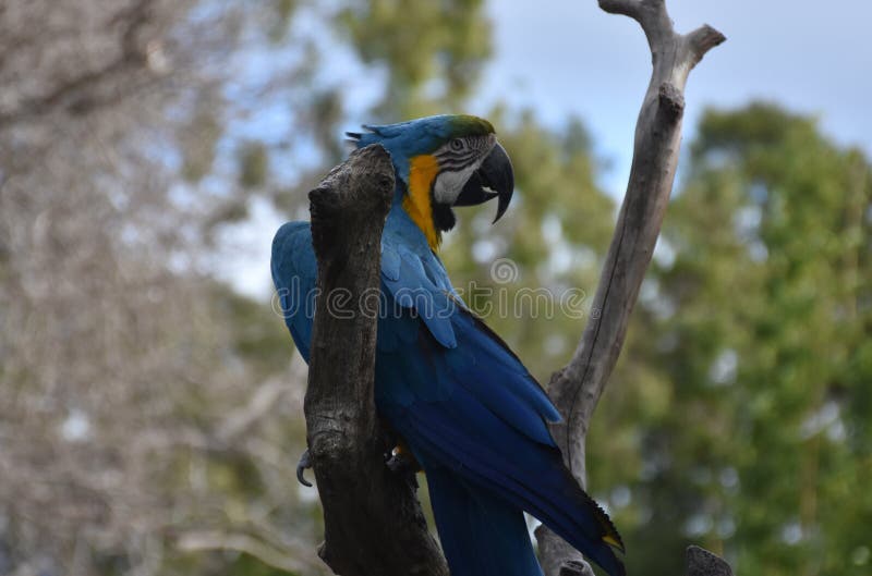 Pretty Blue Parrot on a Tree Perch Looking Back Stock Photo - Image of ...