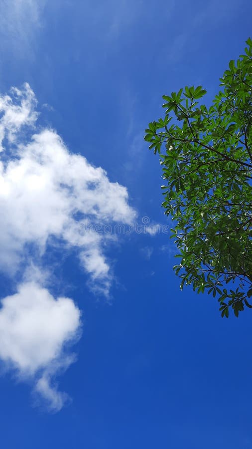 Pretty Blue Sky and Green Leaves, Very Beautiful Stock Photo - Image of ...