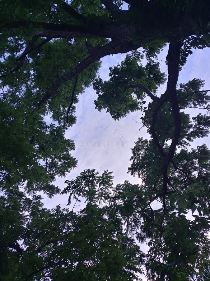 Pretty Blue Sky through Tree Branches Full of Leaves Stock Image ...