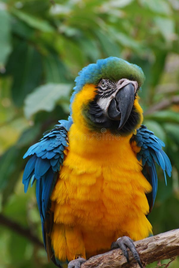 Pretty Blue and Yellow Macaw with Ruffled Feathers Stock Photo - Image ...