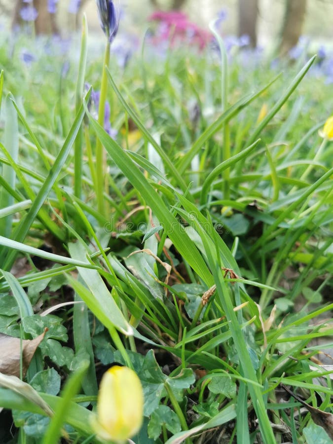 Pretty bluebells up close stock image. Image of morning - 186099855