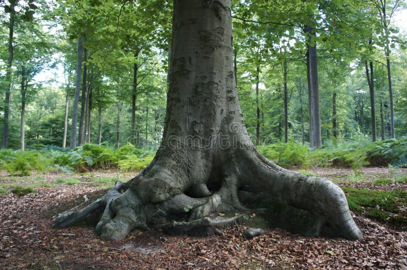 Pretty Bottom of a Tree Stump Stock Photo - Image of leprechauns ...