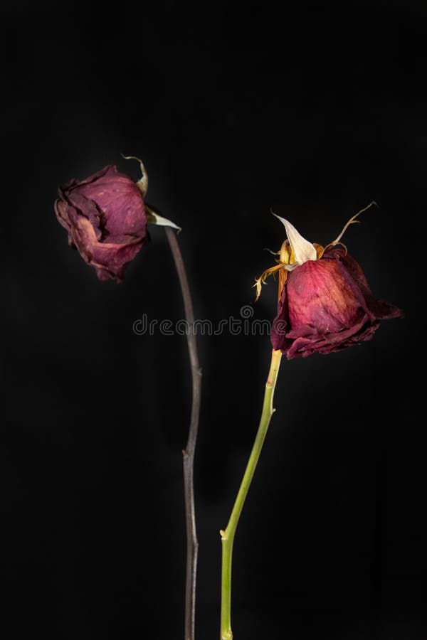 Pretty Bouquet of Flower Alone in the Dark Stock Photo - Image of leaf ...