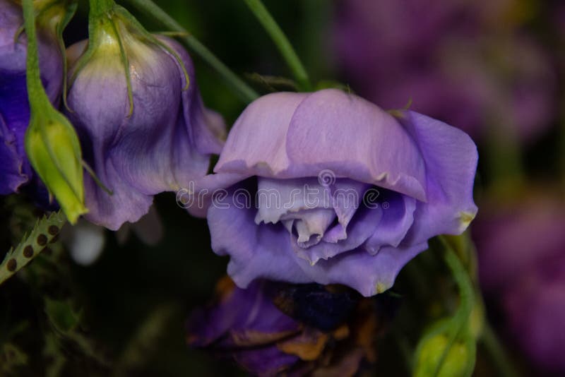 Pretty Bouquet of Flower Alone Stock Image - Image of garden, petal ...