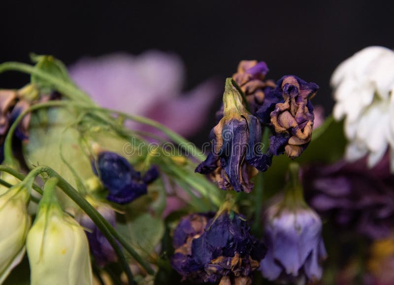 Pretty Bouquet of Flower Alone Stock Image - Image of summer, petal ...