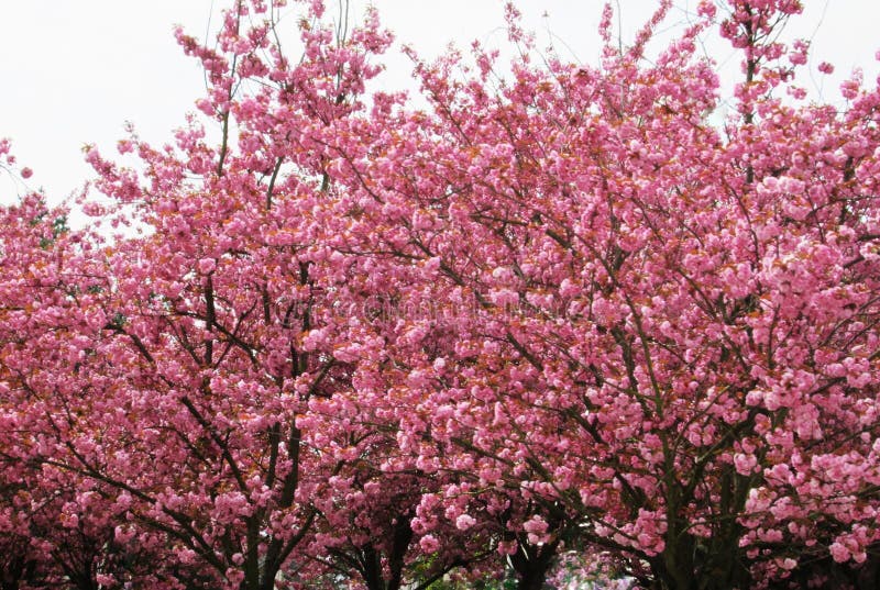 Pretty Bright Cherry Blossom Flowering Trees Blooming in Mid Spring ...