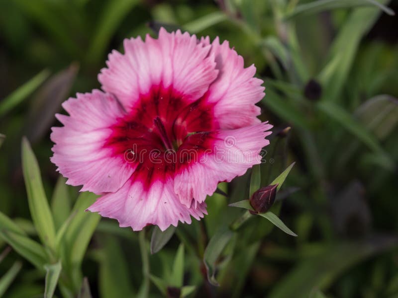 A Pretty Bright Pink and Red Flower Bloom Stock Photo - Image of family ...
