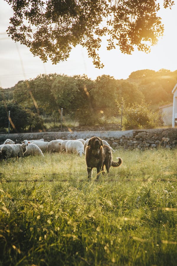 Shepherd Protecting Sheep Stock Photos - Free & Royalty-Free Stock ...