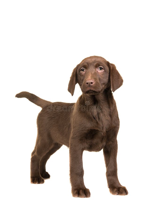 Pretty Brown Labrador Retriever Puppy Facing the Camera Standing Stock ...