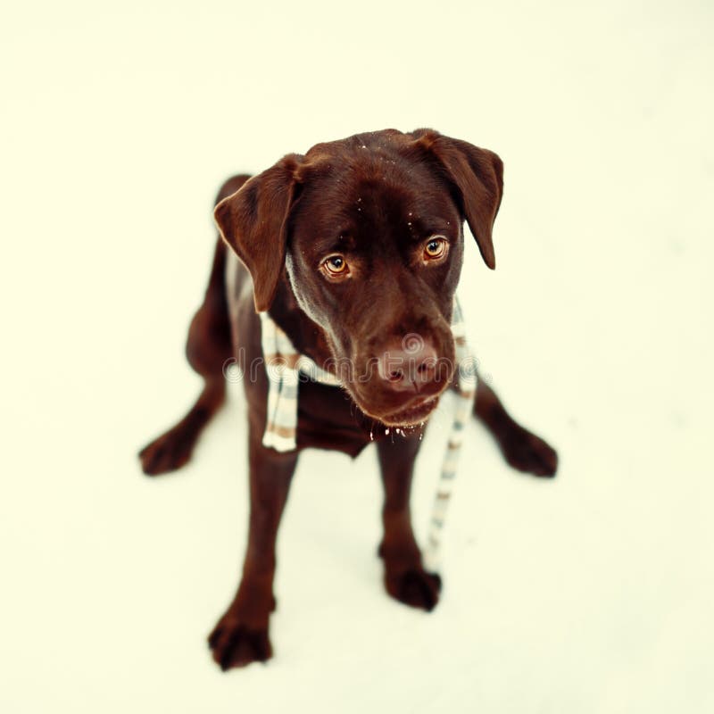 Pretty Brown Labrador Retriever in Winter Stock Photo - Image of snow ...