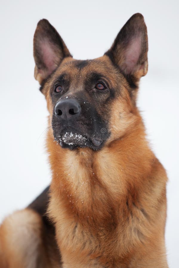 Pretty brown shepherd stock image. Image of breed, friendship - 38486895