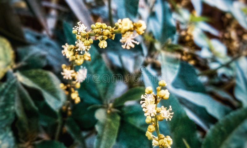 Pretty buds photography stock photo. Image of colors - 194688338