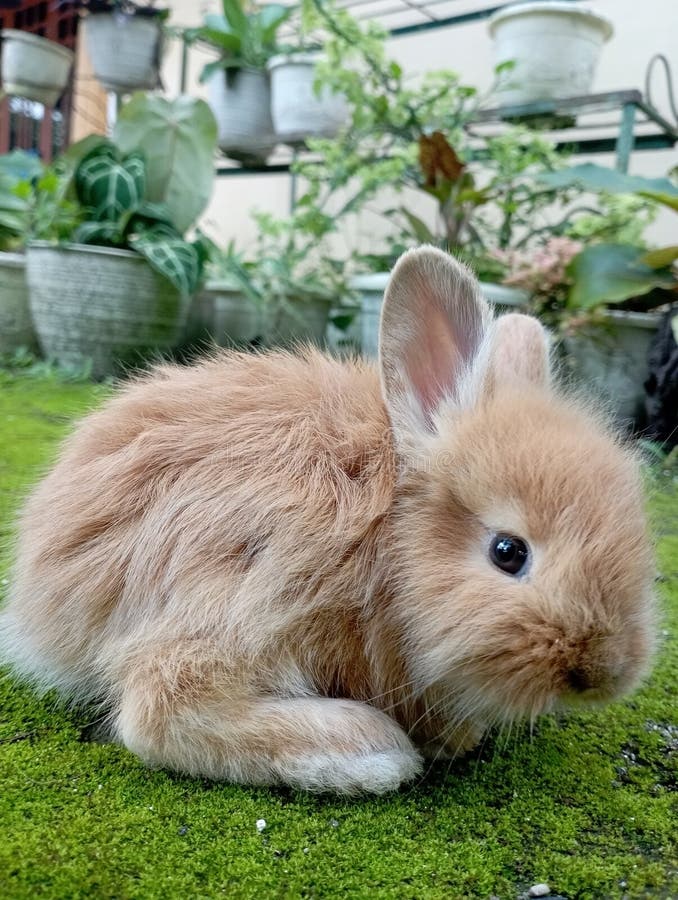 Pretty bunny eyes stock image. Image of pets, pretty - 269889785