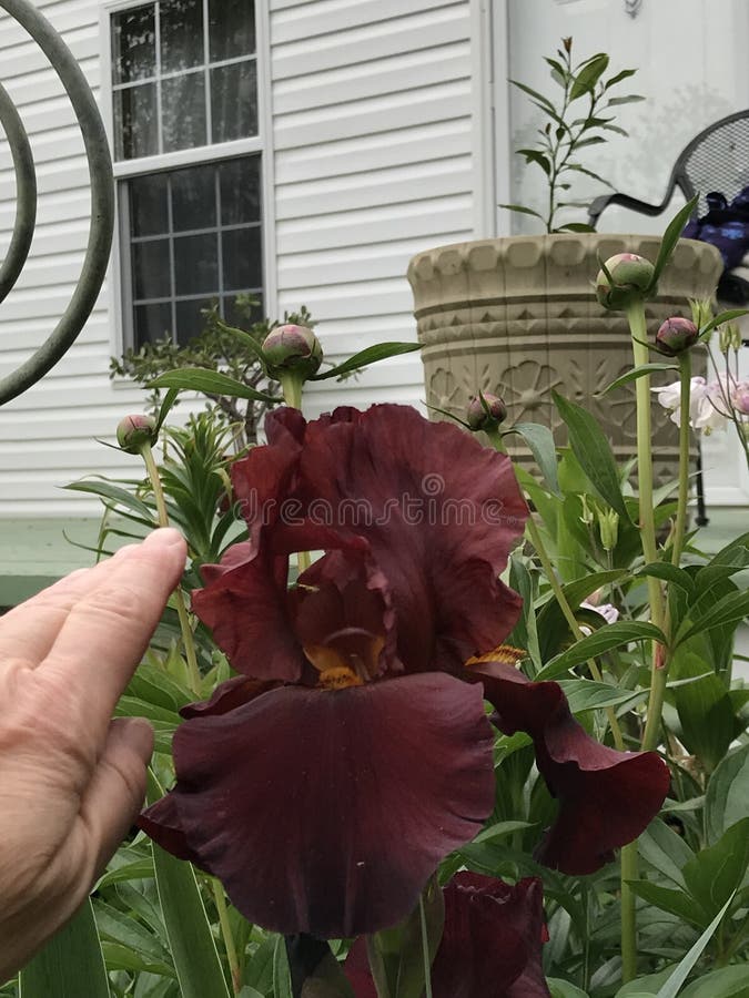 Pretty Burgundy Tall Bearded Iris Flower with Golden Beards Stock Photo ...