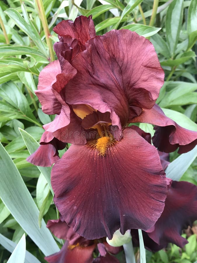 Pretty Burgundy Tall Bearded Iris Flower with Golden Beards Stock Photo ...