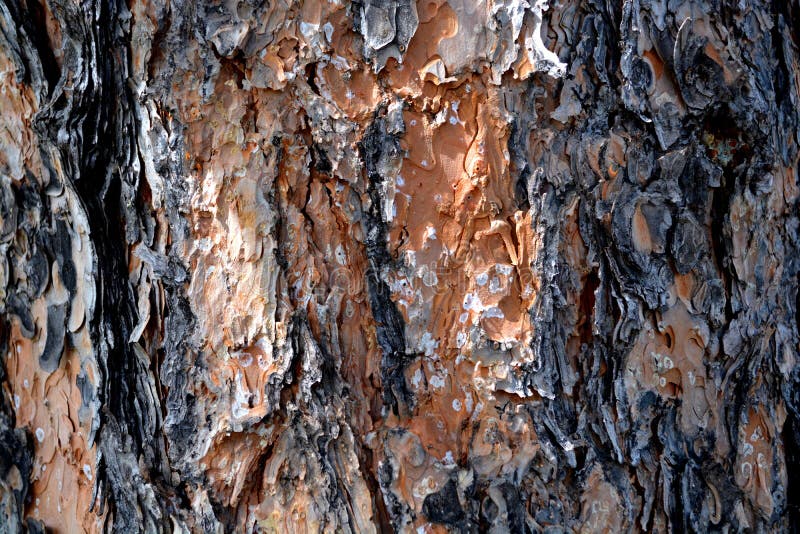 Pretty bark pine stock image. Image of plant, color - 135722801