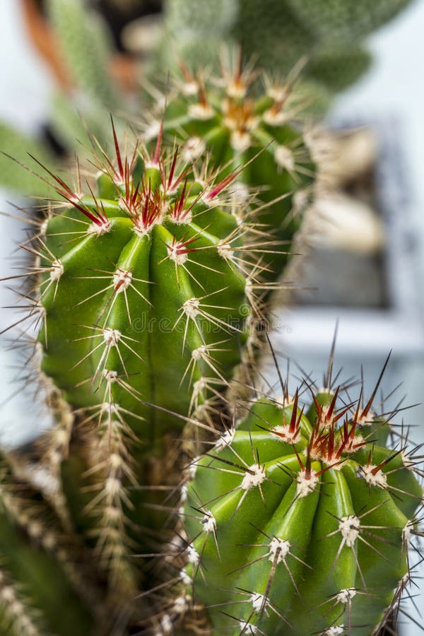 Pretty Cacti of the Cereus Family with Sharp, Pointed Red Spikes Stock ...