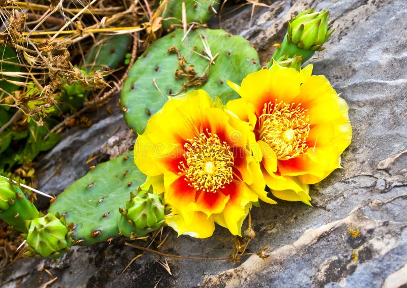 Pretty Cactus Blooms stock photo. Image of colors, blossoms - 13620130