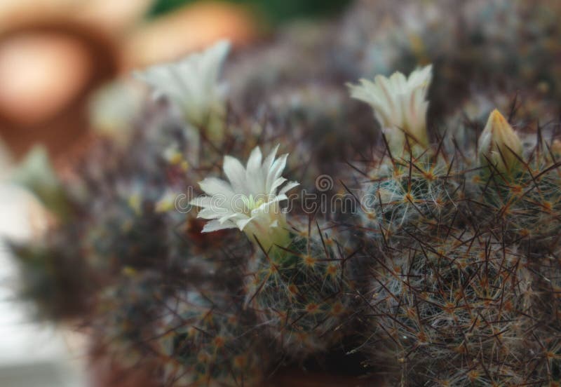 Pretty Cactus Flower stock image. Image of dessert, white - 70969759