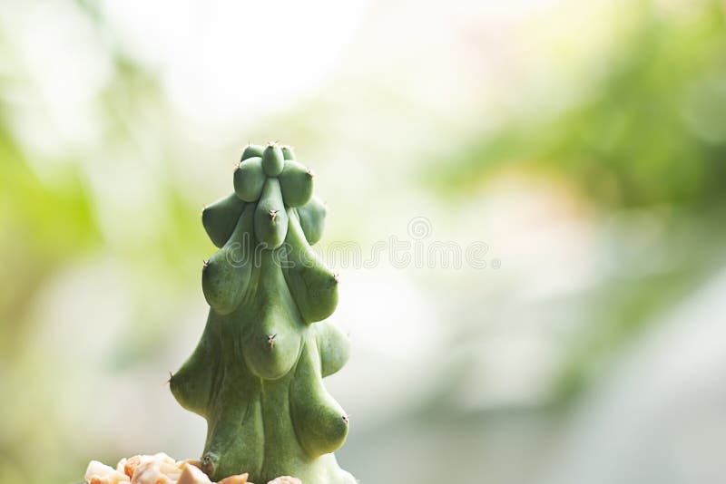 Pretty Cactus in the Garden Stock Photo - Image of color, sharp: 136172228