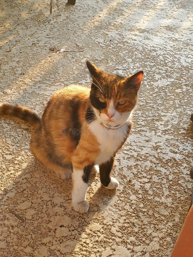 Calico Cat with Pretty Eyes and Color. Stock Image - Image of calico ...