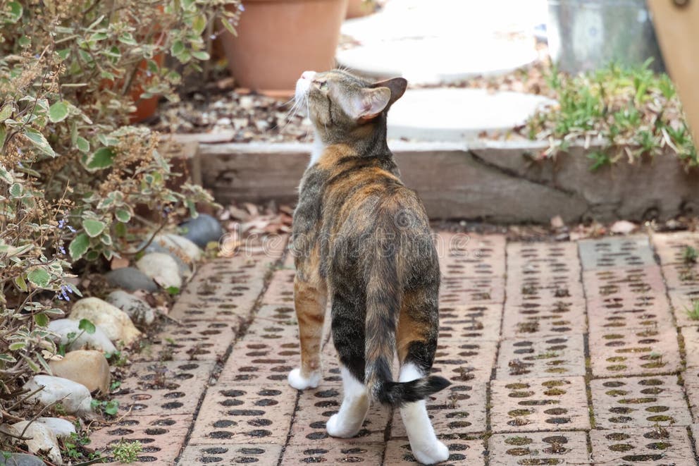 Pretty Calico Tabby Cat Exploring Garden Stock Photo - Image of calico ...