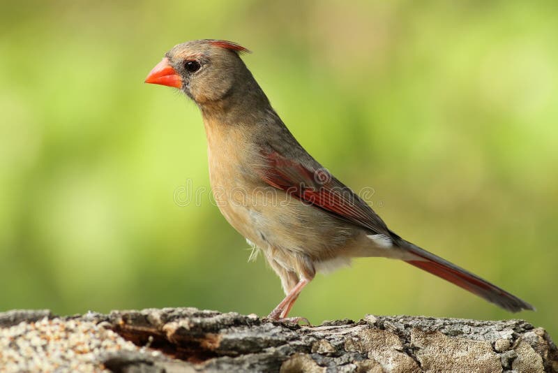 Pretty Cardinal stock image. Image of birder, cardinal - 19471047