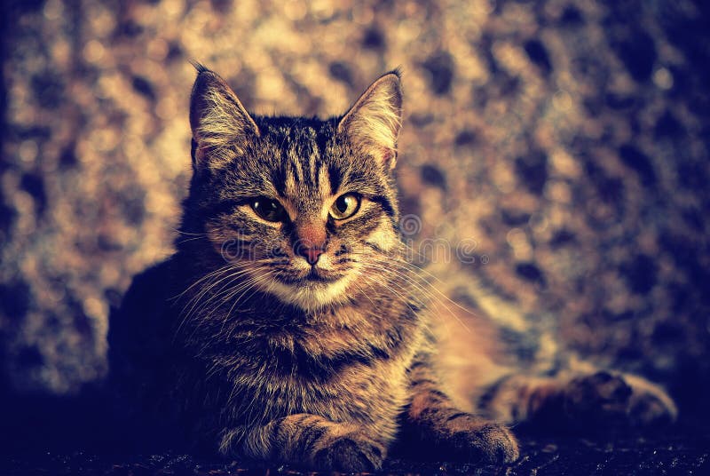 Pretty cat stock photo. Image of funny, colors, laying - 22698038