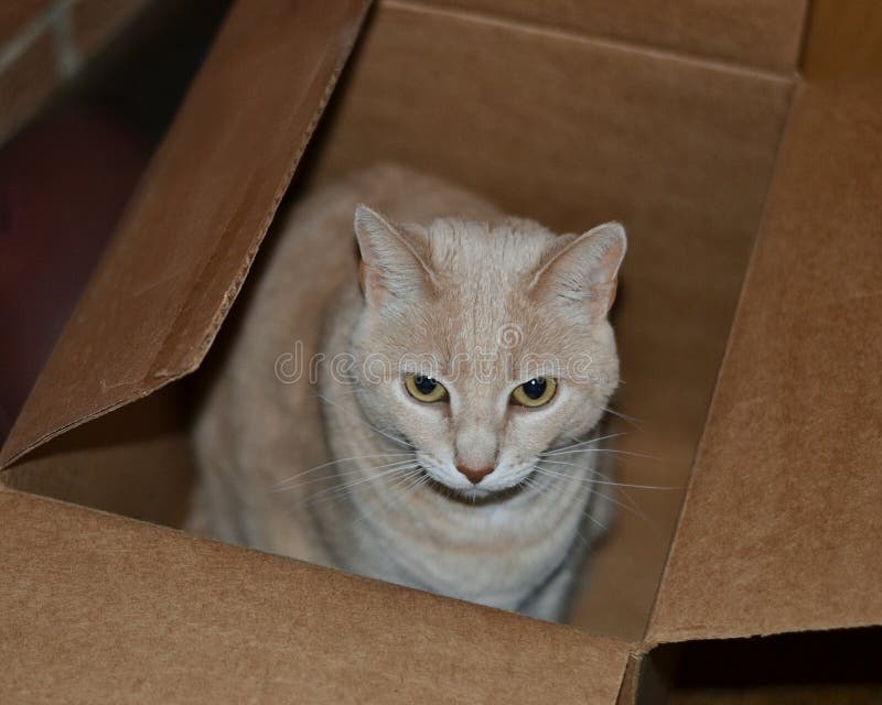 Cat in a box stock image. Image of feline, inside, eyes - 48314047