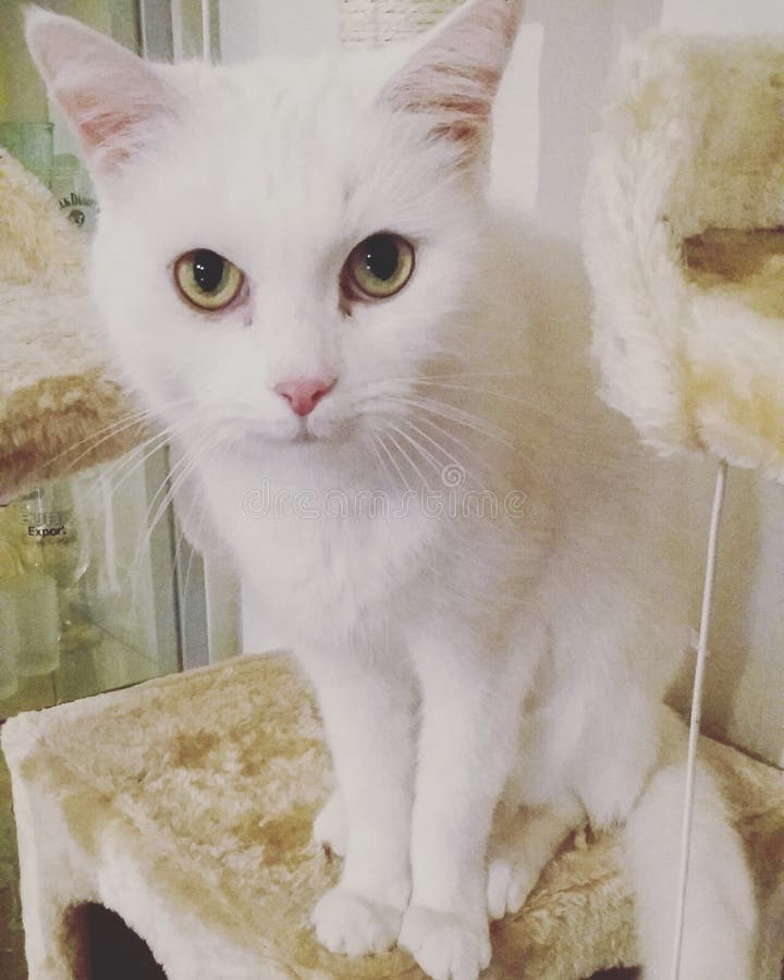 Pretty cat stock image. Image of cute, animal, pretty - 89996217